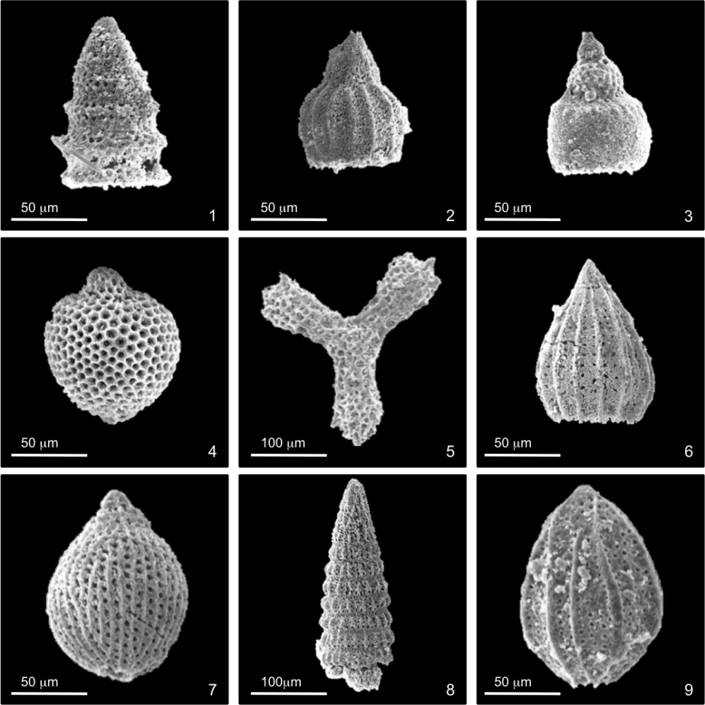 Radiolarian biostratigraphy and paleoenvironments GEOBIOSTRATDATA