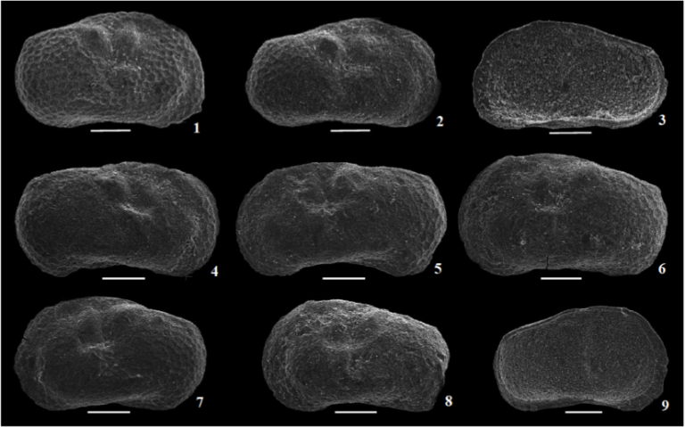 Ostracod biostratigraphy & paleoenvironment expertise - GEOBIOSTRATDATA