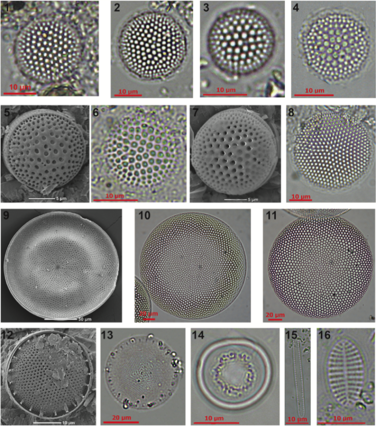 Diatoms biostratigraphy and paleoenvironments expertise - GEOBIOSTRATDATA